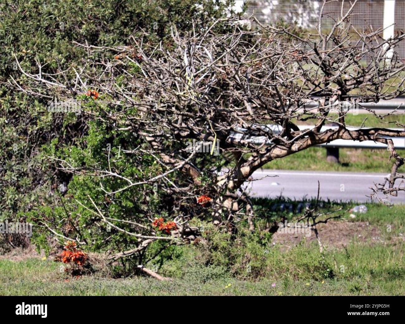 South African Coral Tree (Erythrina caffra Stock Photo - Alamy