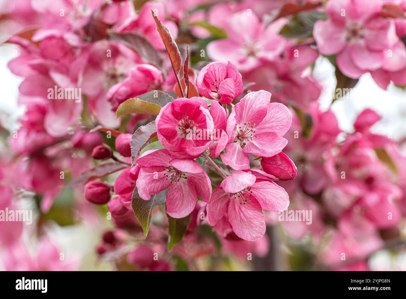 Zier-Apfel, Malus Rudolph, Ornamental apple, Malus Rudolph Stock Photo ...