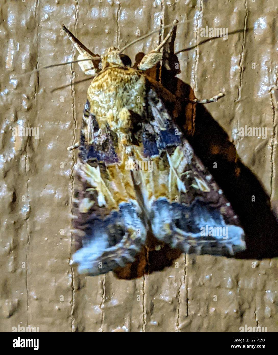 Yellow-striped Armyworm Moth (Spodoptera ornithogalli Stock Photo - Alamy