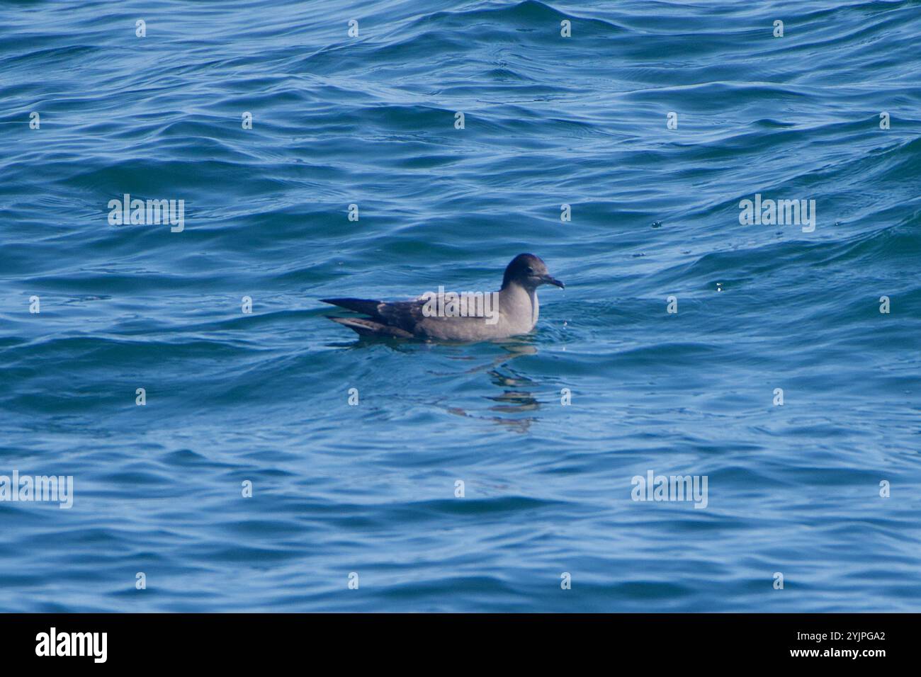 Short-tailed Shearwater (Ardenna tenuirostris Stock Photo - Alamy