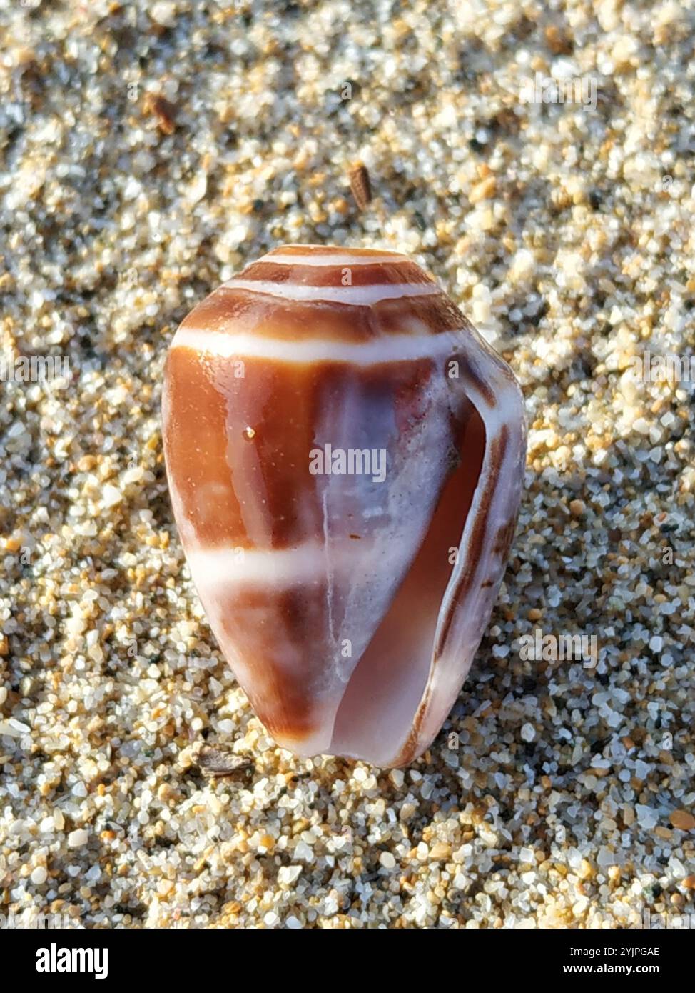 Cone Snails (Conidae Stock Photo - Alamy