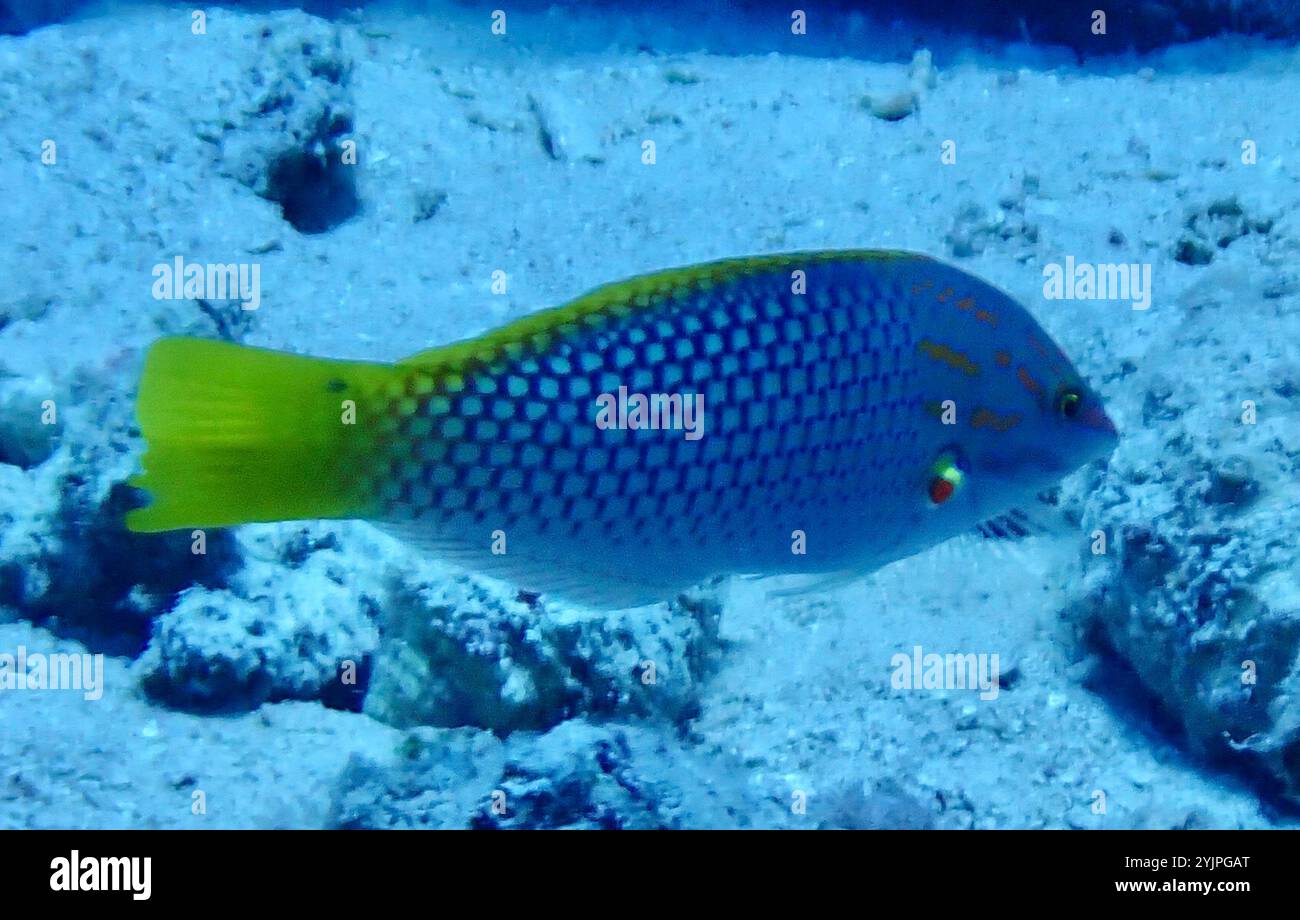 Checkerboard Wrasse (Halichoeres hortulanus Stock Photo - Alamy
