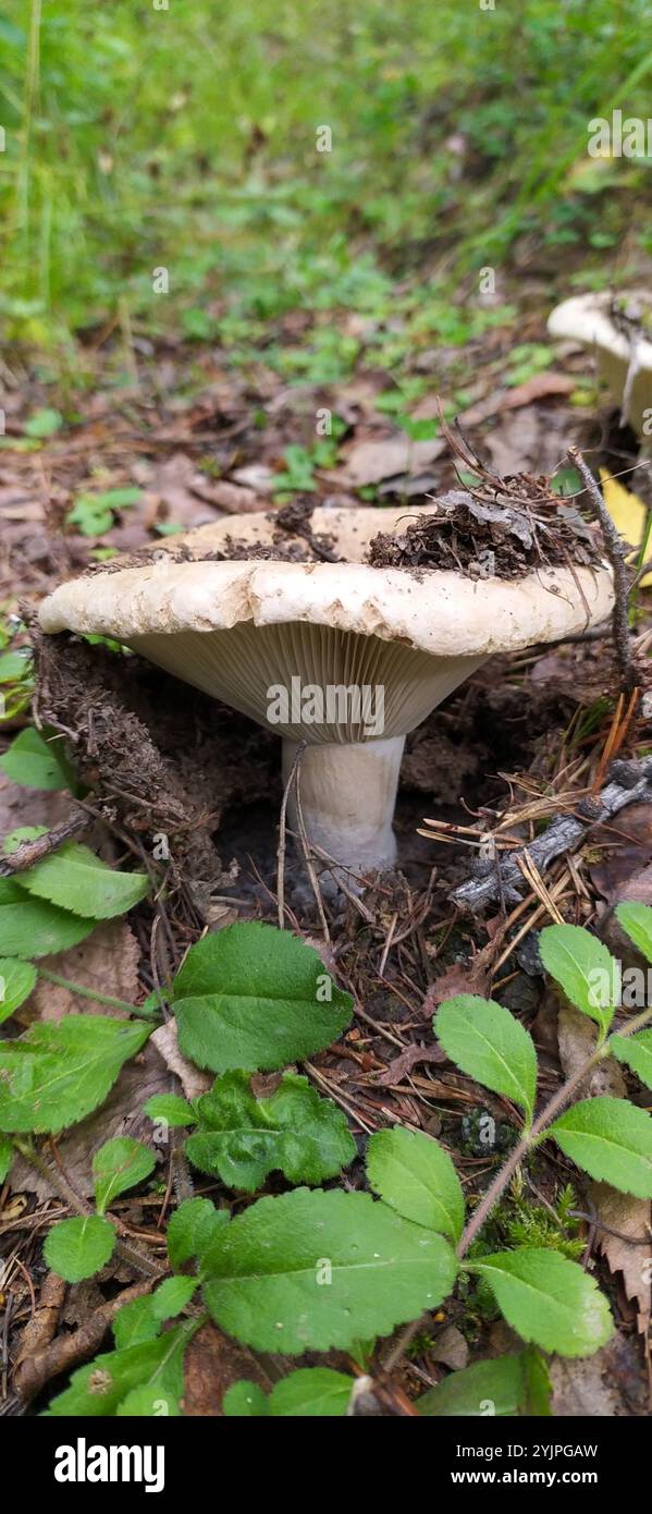 milk-white brittlegill (Russula delica Stock Photo - Alamy