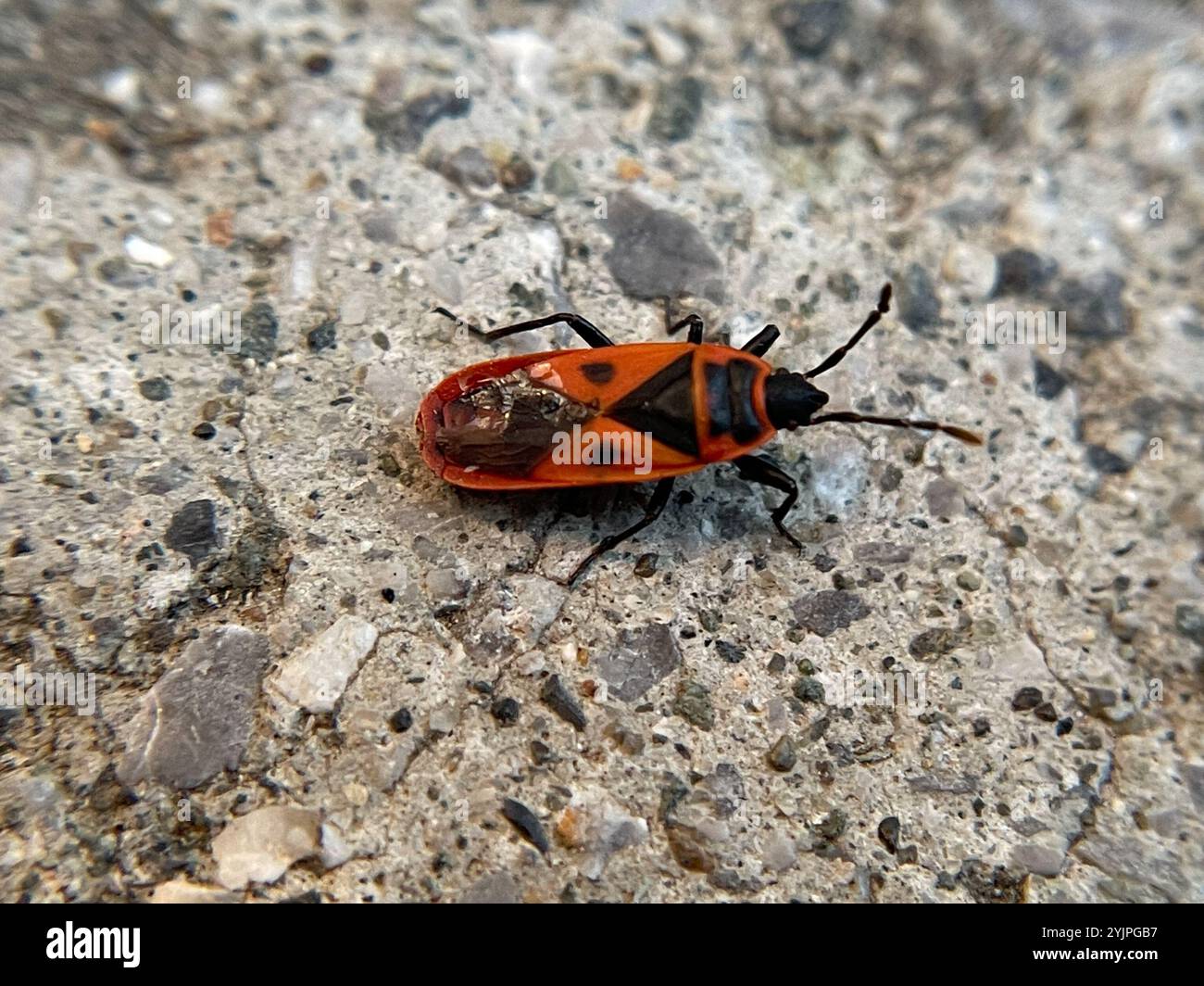Mediterranean red bug (Scantius aegyptius Stock Photo - Alamy