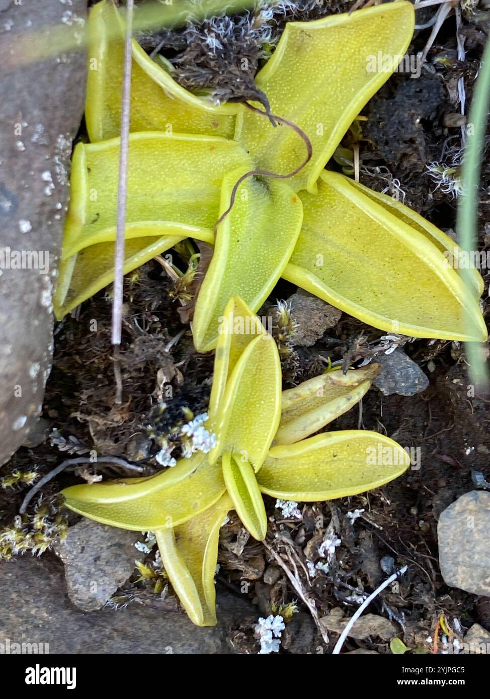 Common Butterwort (Pinguicula vulgaris Stock Photo - Alamy