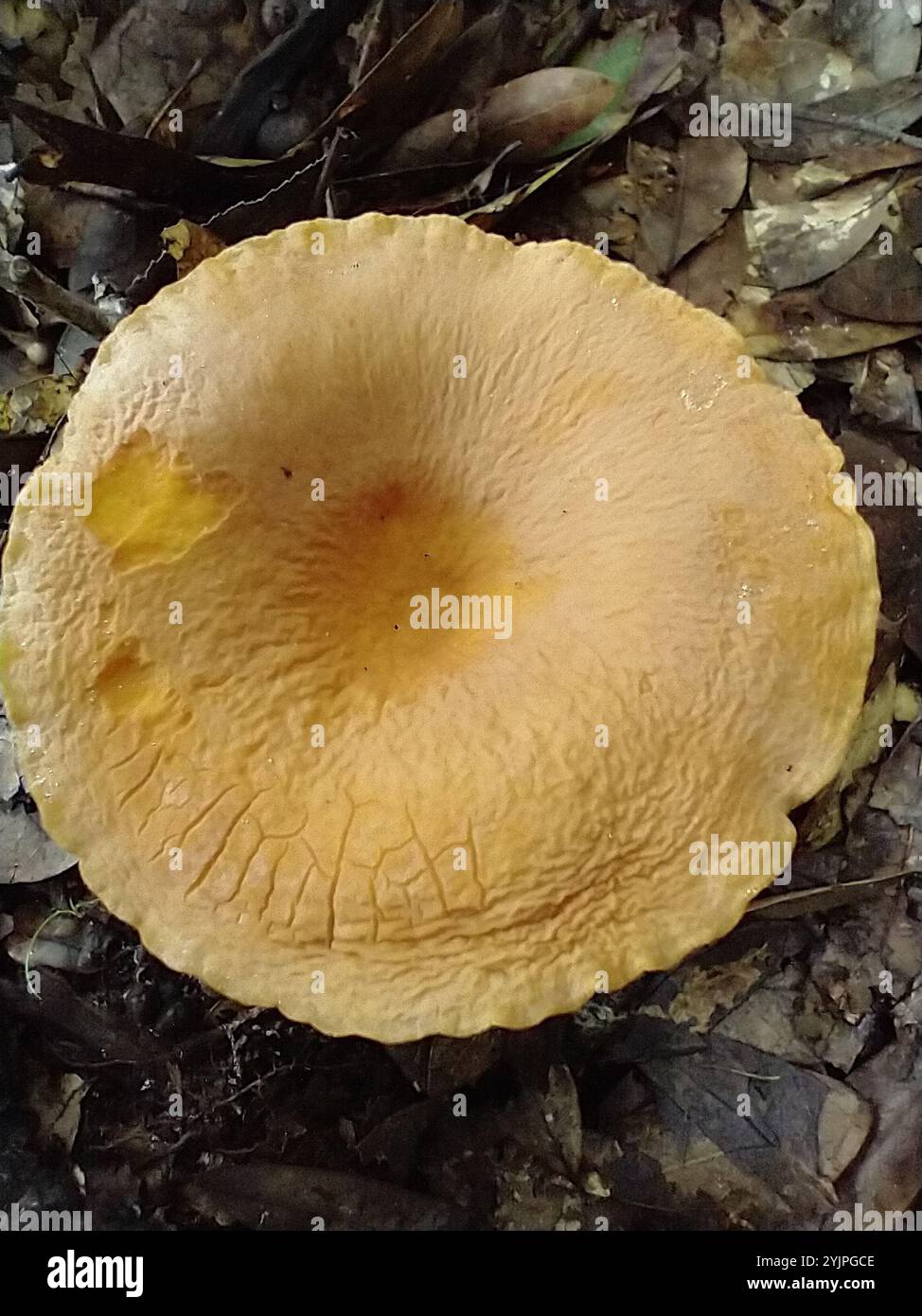 hygrophorus milkcap (Lactifluus hygrophoroides Stock Photo - Alamy