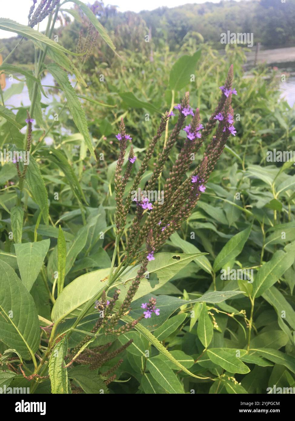 blue vervain (Verbena hastata Stock Photo - Alamy