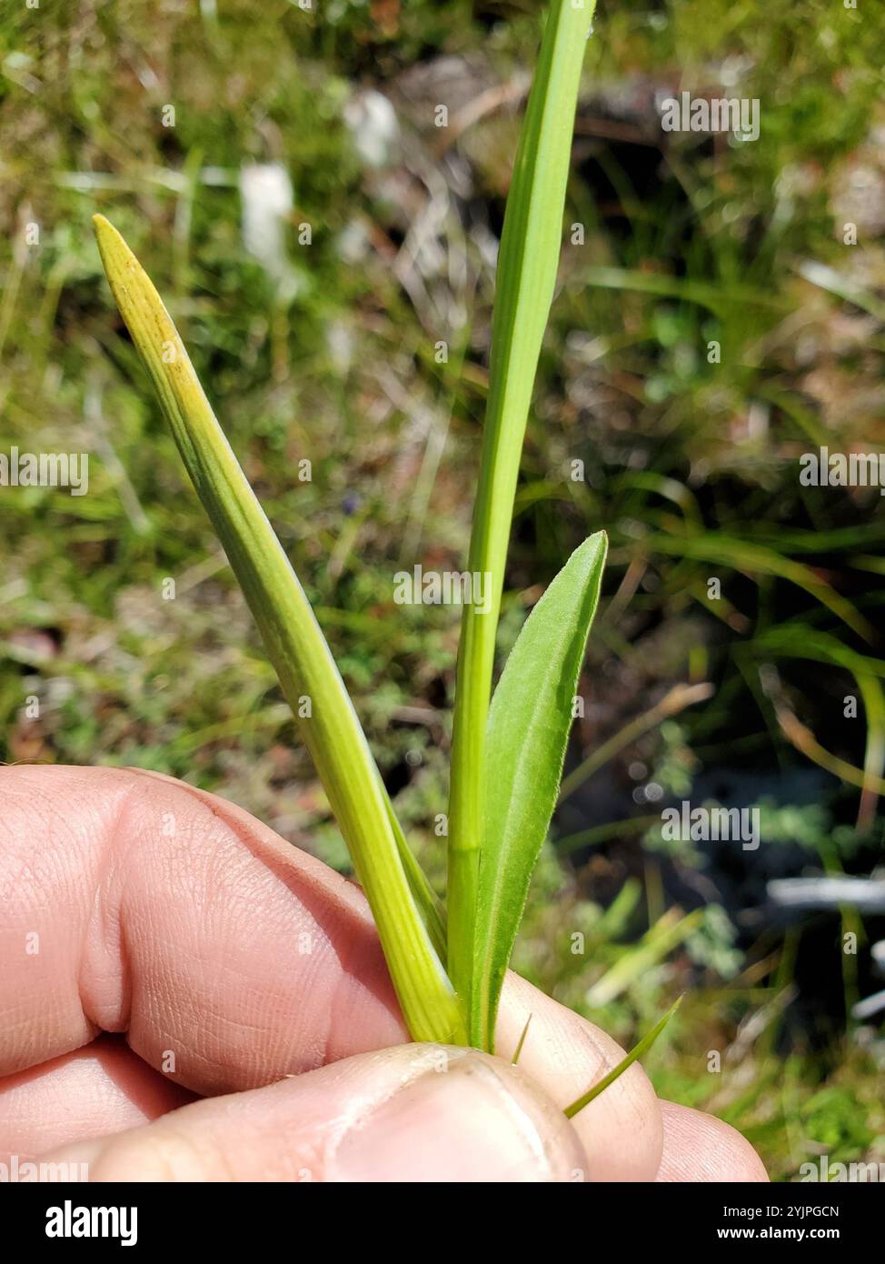 Sticky False Asphodel (Triantha glutinosa Stock Photo - Alamy