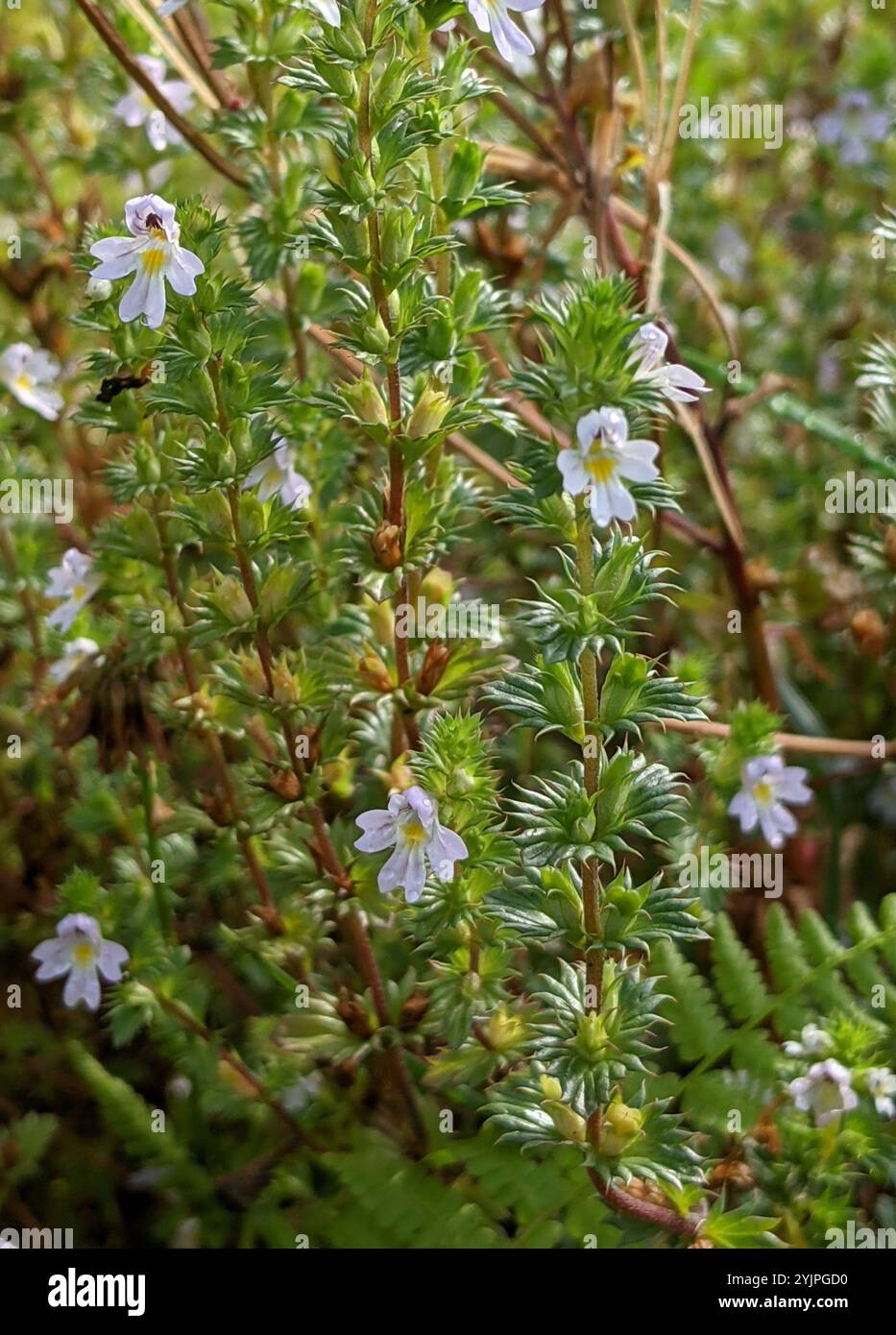 Common Eyebright (Euphrasia nemorosa Stock Photo - Alamy