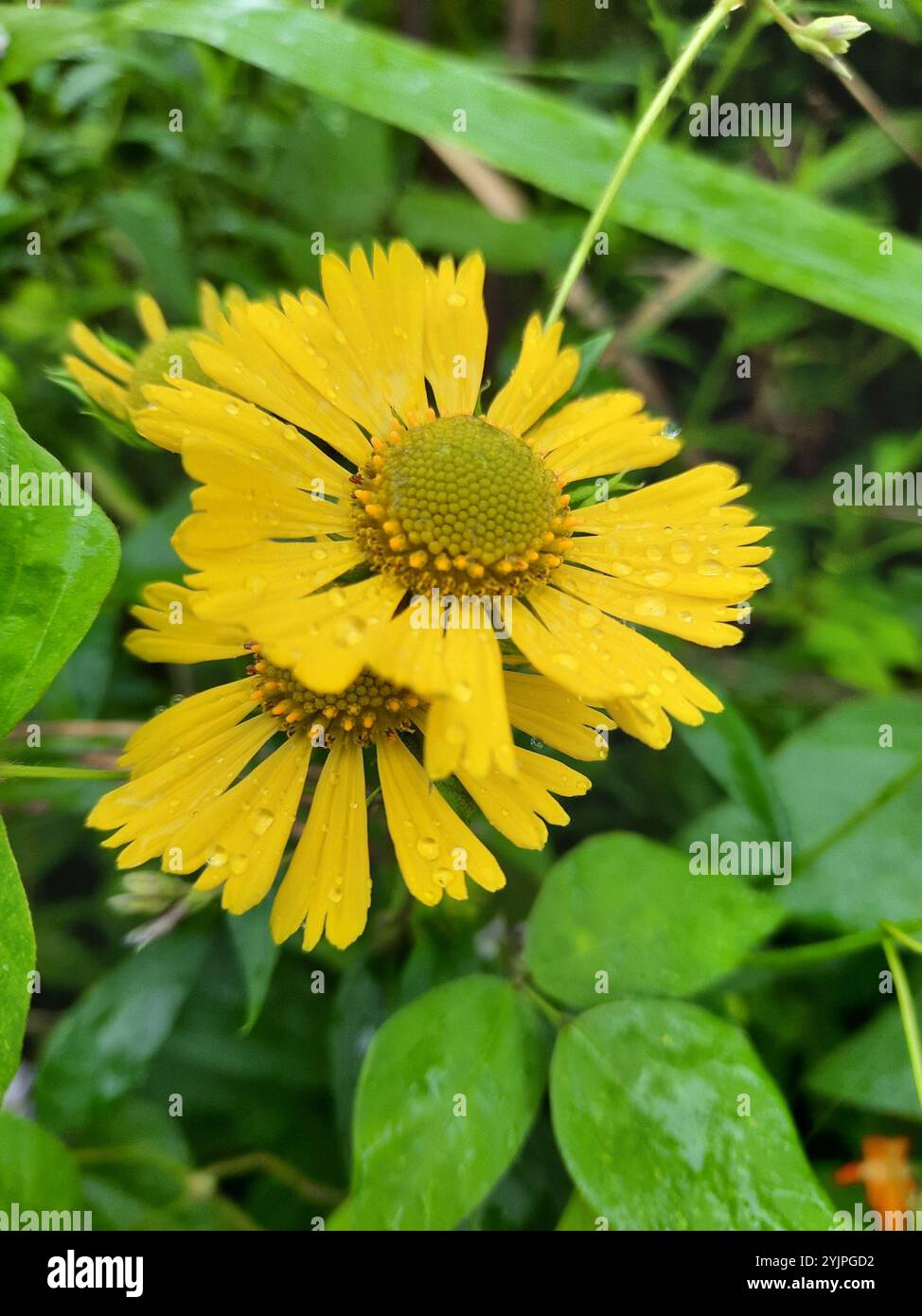 common sneezeweed (Helenium autumnale Stock Photo - Alamy