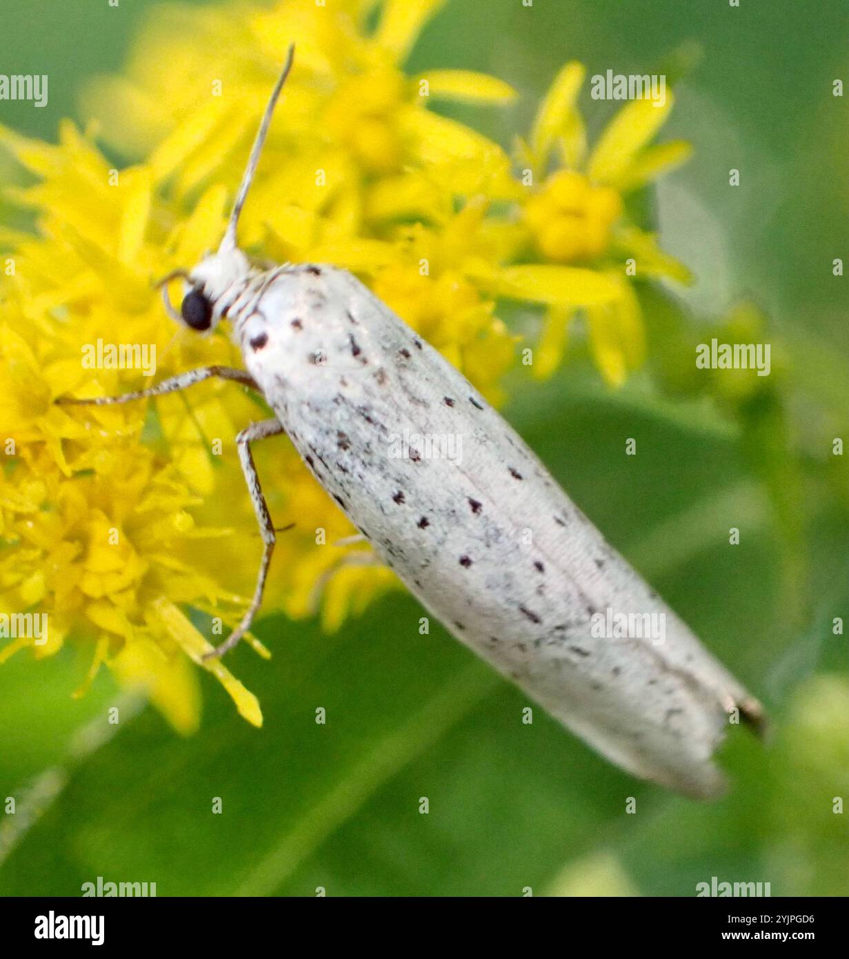 Small Ermine Moths (Yponomeuta Stock Photo - Alamy