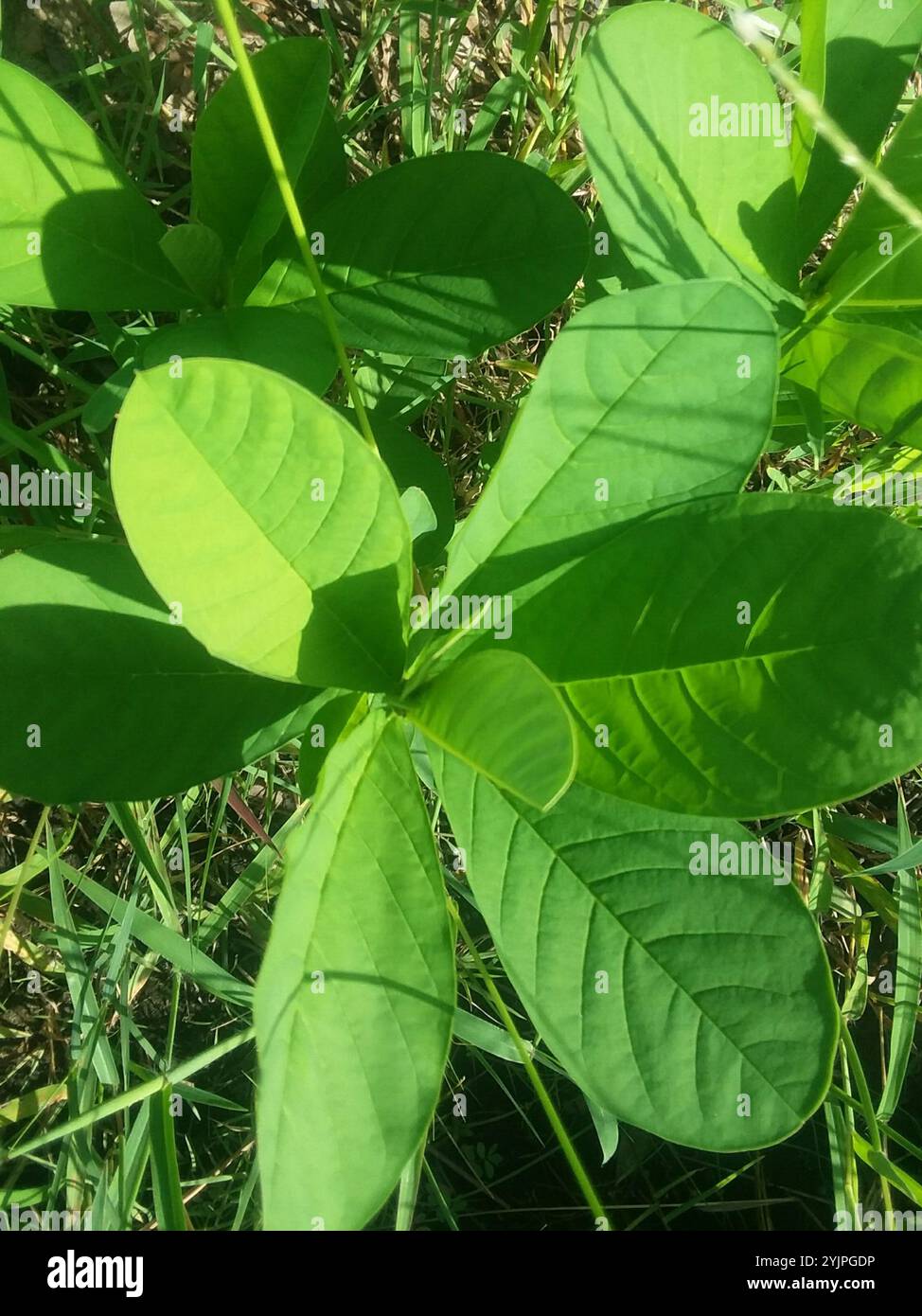 Showy Rattlebox (Crotalaria spectabilis Stock Photo - Alamy