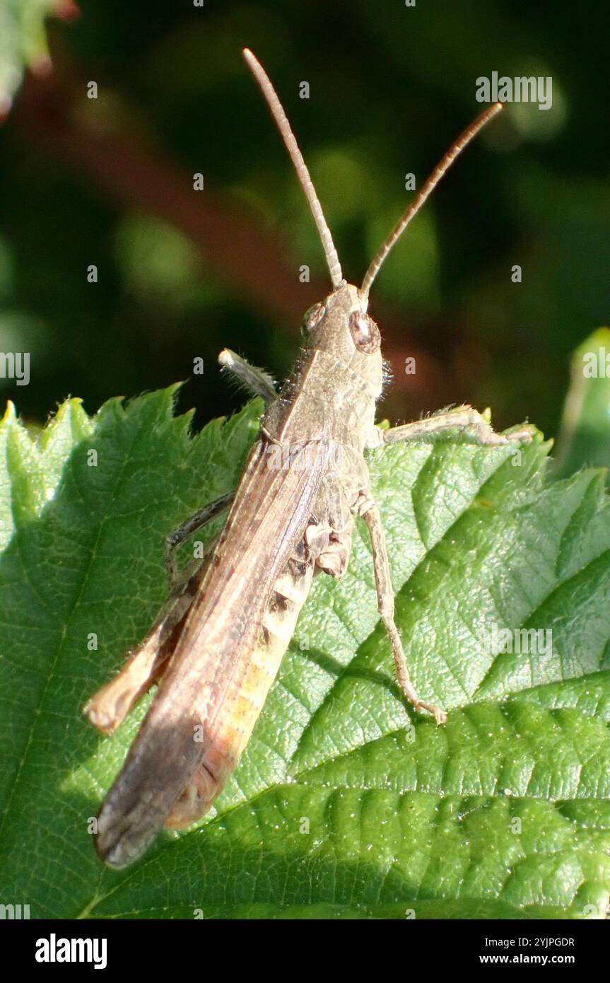Common Field Grasshopper (Chorthippus brunneus Stock Photo - Alamy