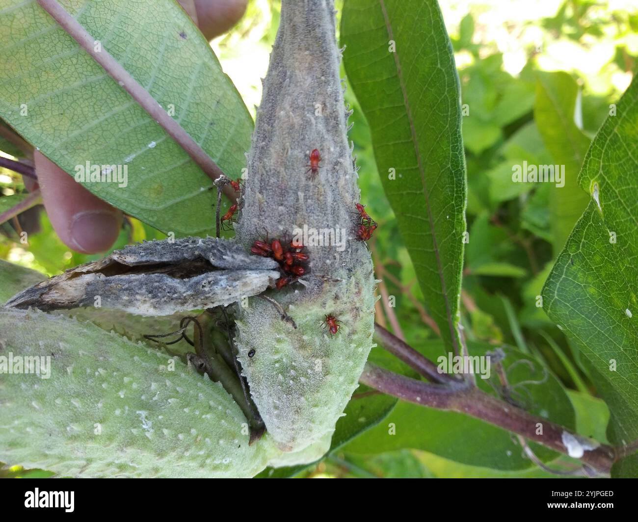 Large Milkweed Bug (Oncopeltus fasciatus Stock Photo - Alamy