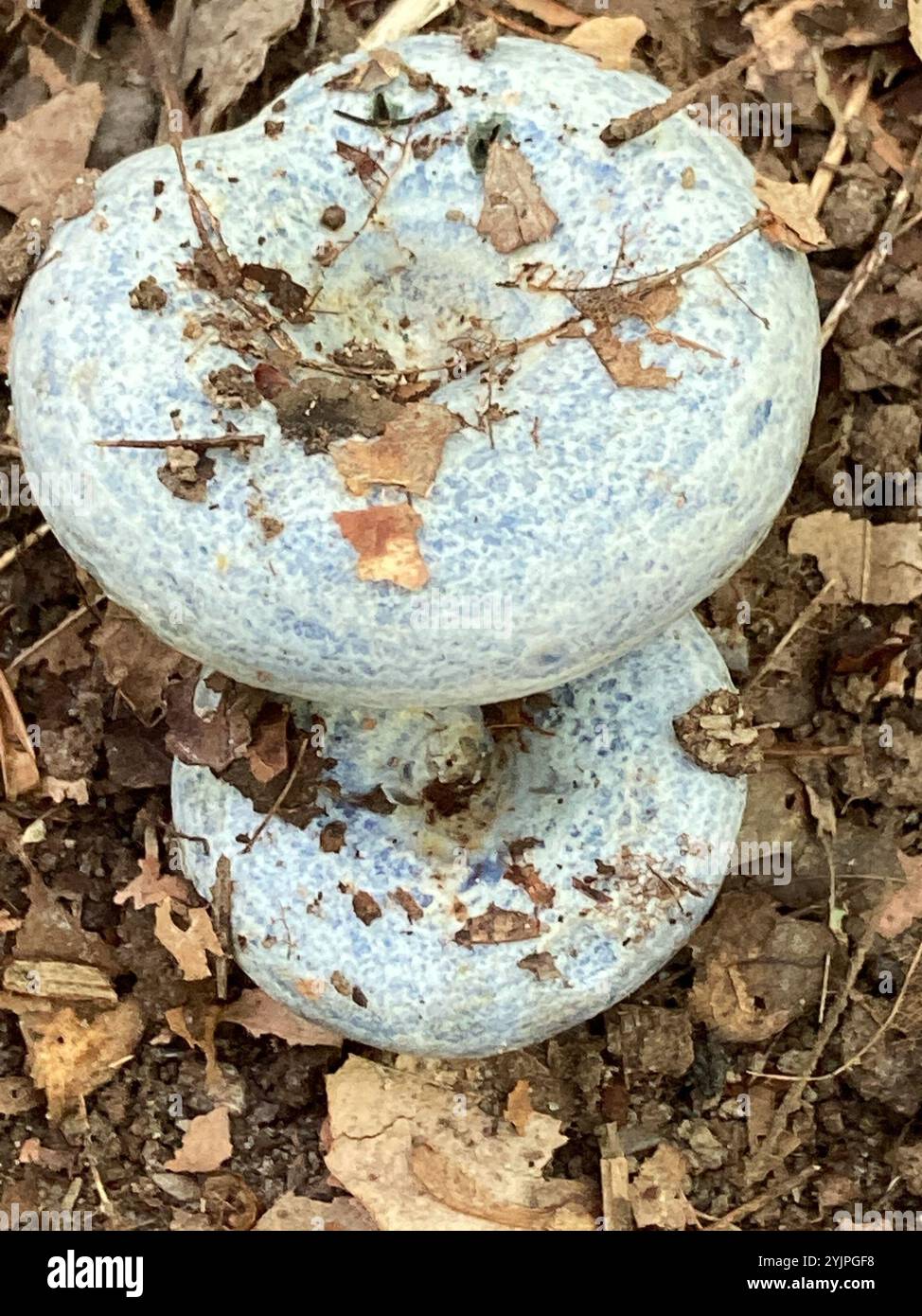 indigo milk cap (Lactarius indigo Stock Photo - Alamy