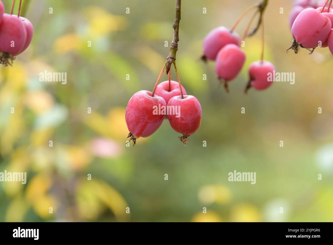 Kirsch-Apfel, Malus prunifolia, Cherry apple, Malus prunifolia Stock ...