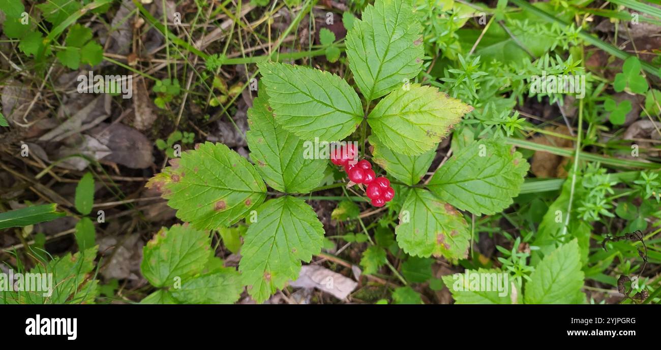 Stone Bramble (Rubus saxatilis Stock Photo - Alamy