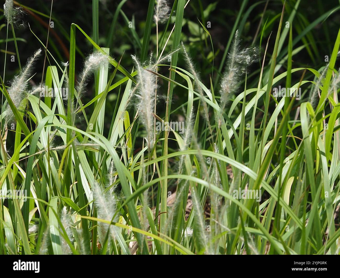 Cogon Grass (Imperata cylindrica Stock Photo - Alamy