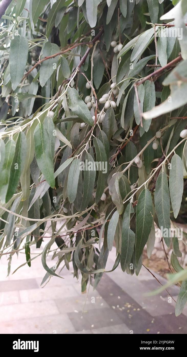 Russian olive (Elaeagnus angustifolia Stock Photo - Alamy