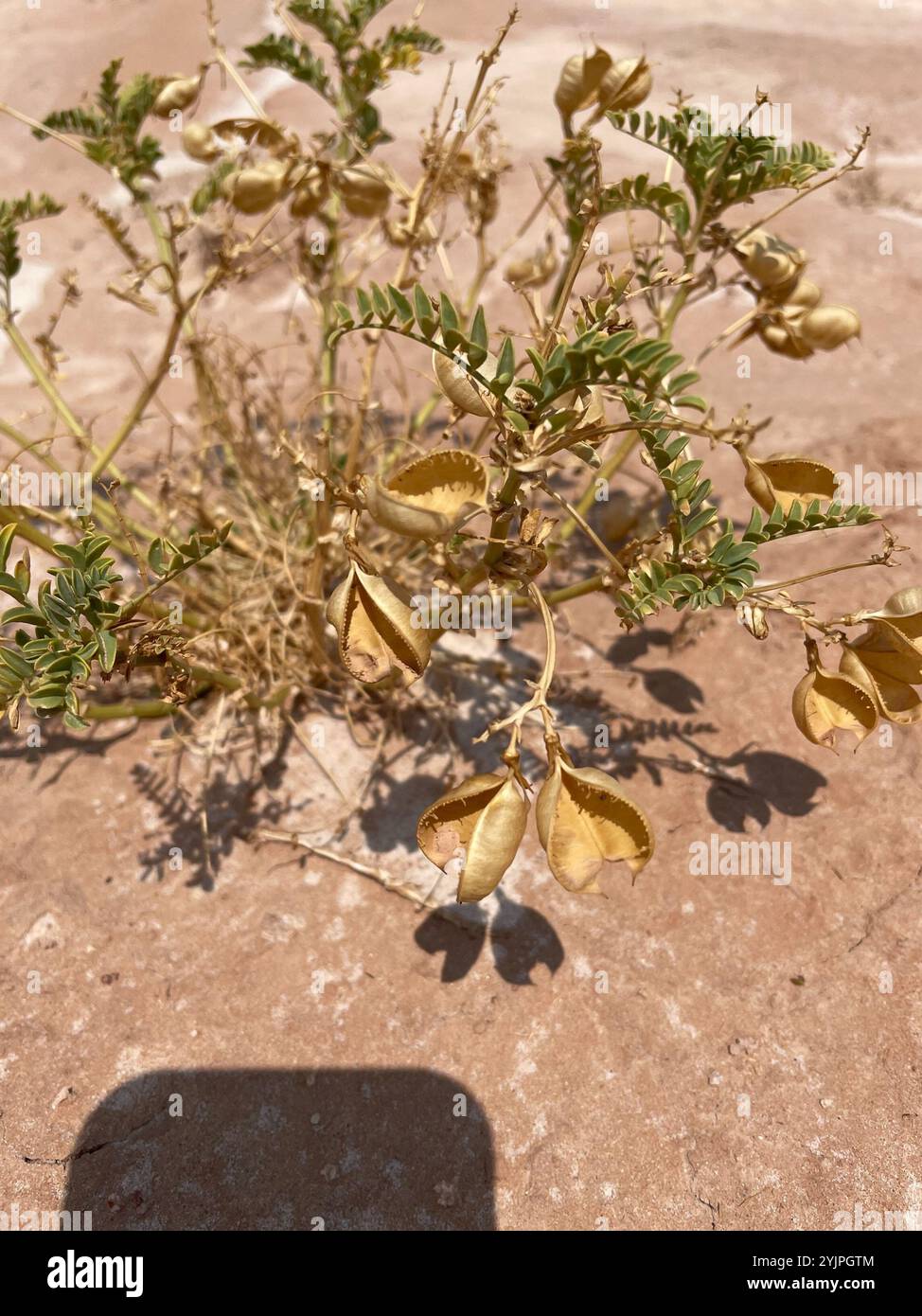 Preuss' Milkvetch (Astragalus preussii Stock Photo - Alamy