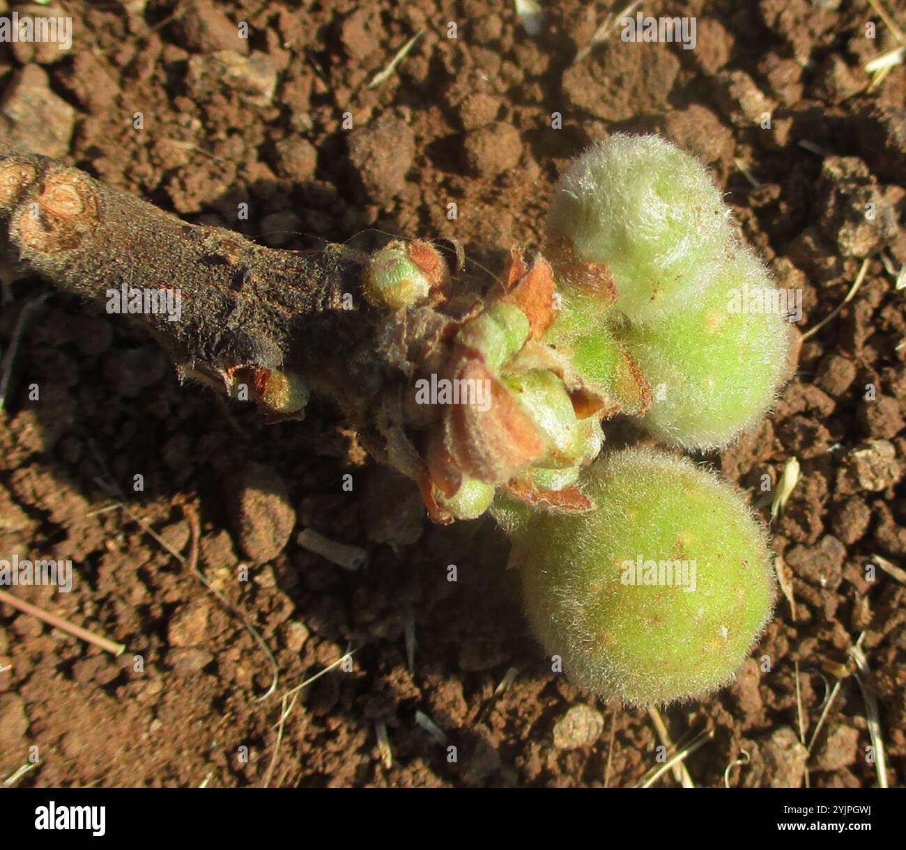 Common Wild Fig (Ficus burkei Stock Photo - Alamy