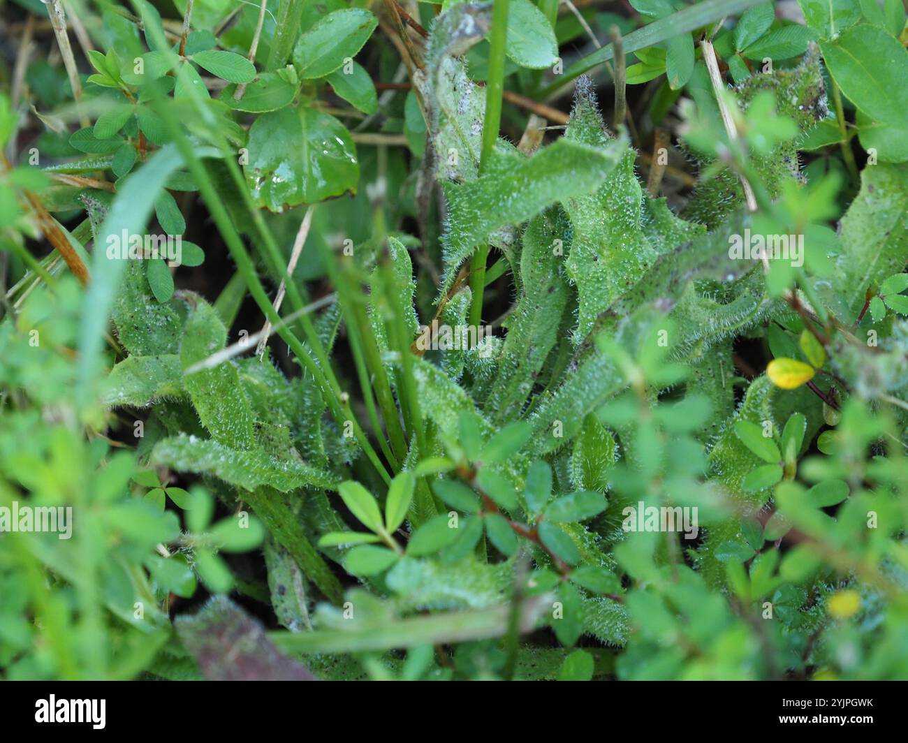 Common Cat's-ear (Hypochaeris radicata Stock Photo - Alamy