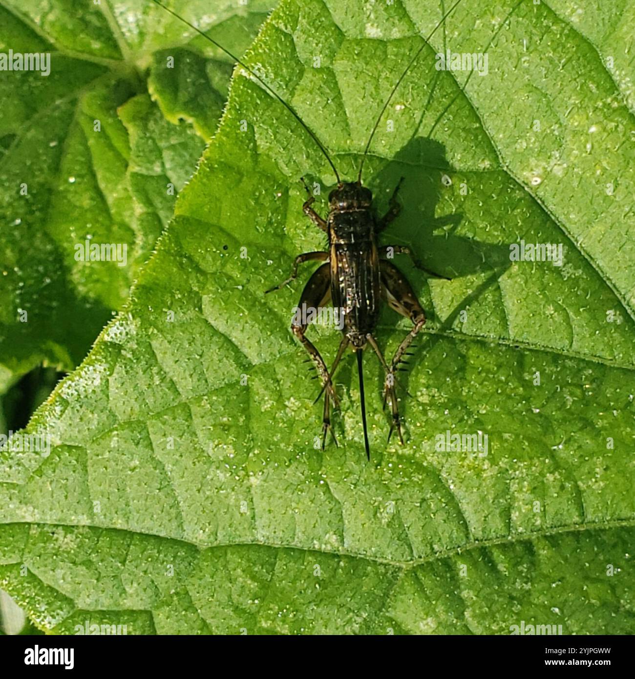 Robust Ground Crickets (Allonemobius Stock Photo - Alamy
