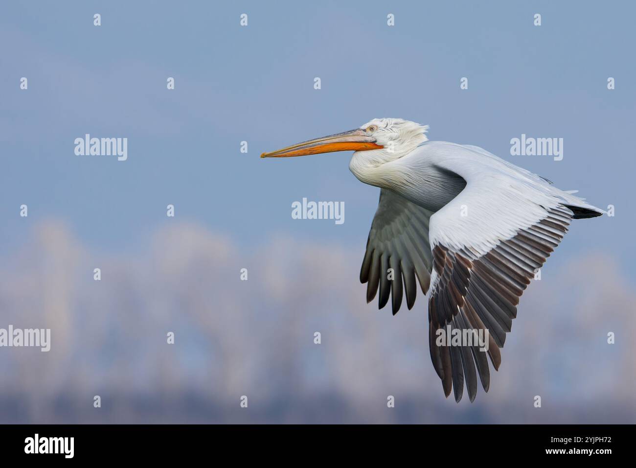 Bird landing to the blue lake water. Bird fly. Dalmatian pelican ...