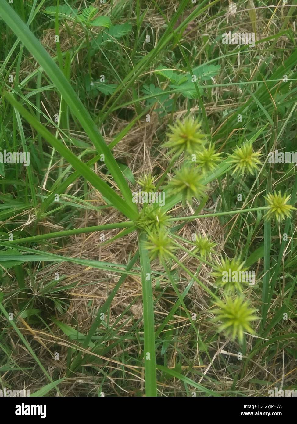Baldwin's Flatsedge (Cyperus croceus Stock Photo - Alamy