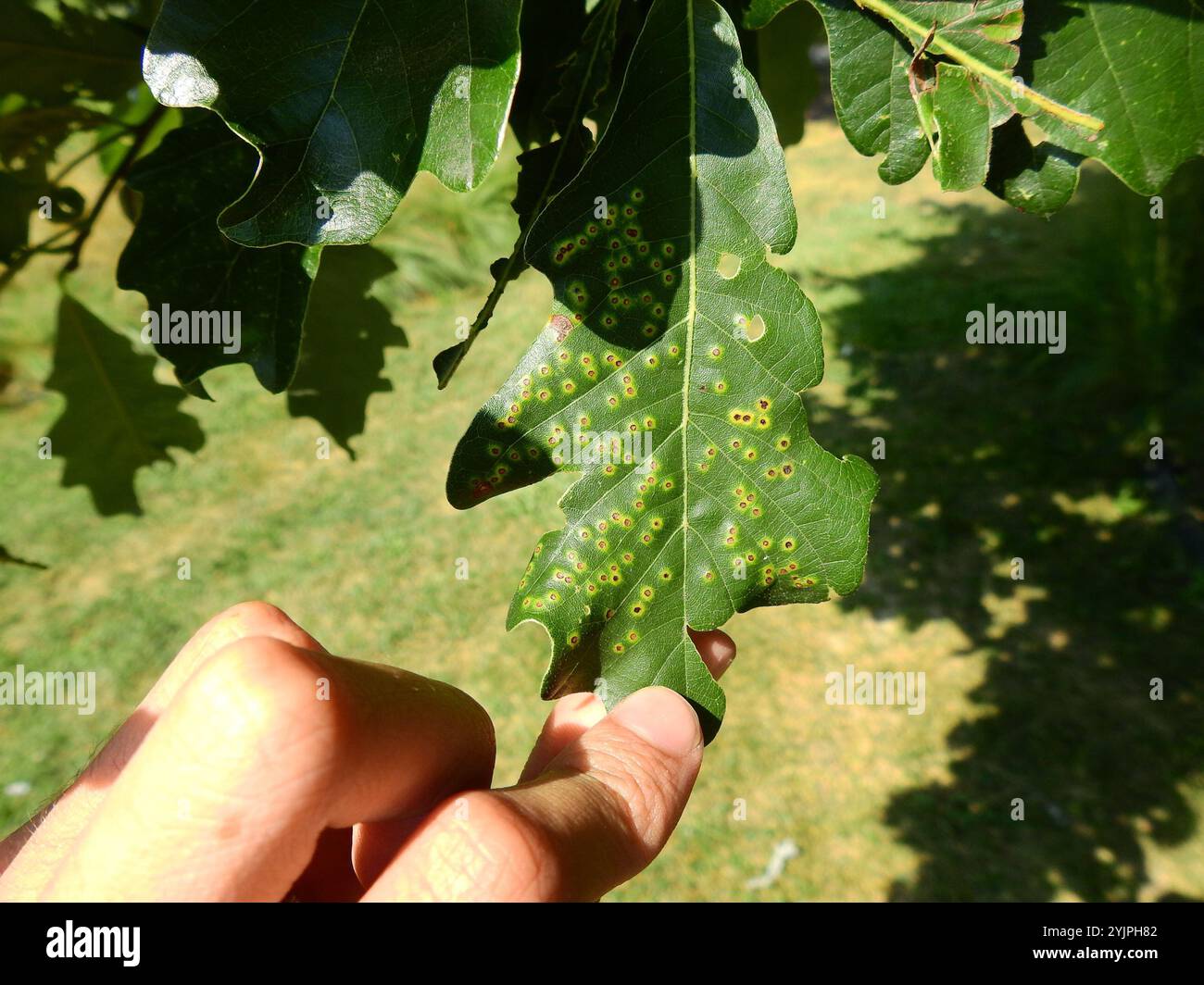 Jumping Gall Wasp (Neuroterus saltarius Stock Photo - Alamy