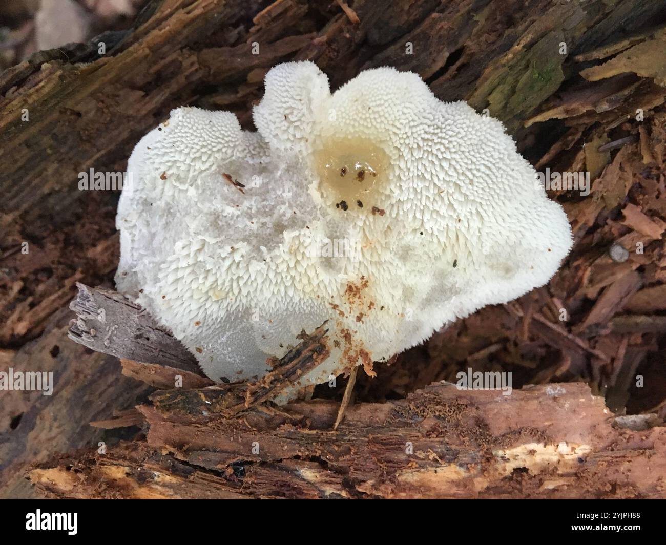 Toothed Jelly Fungus (Pseudohydnum gelatinosum Stock Photo - Alamy