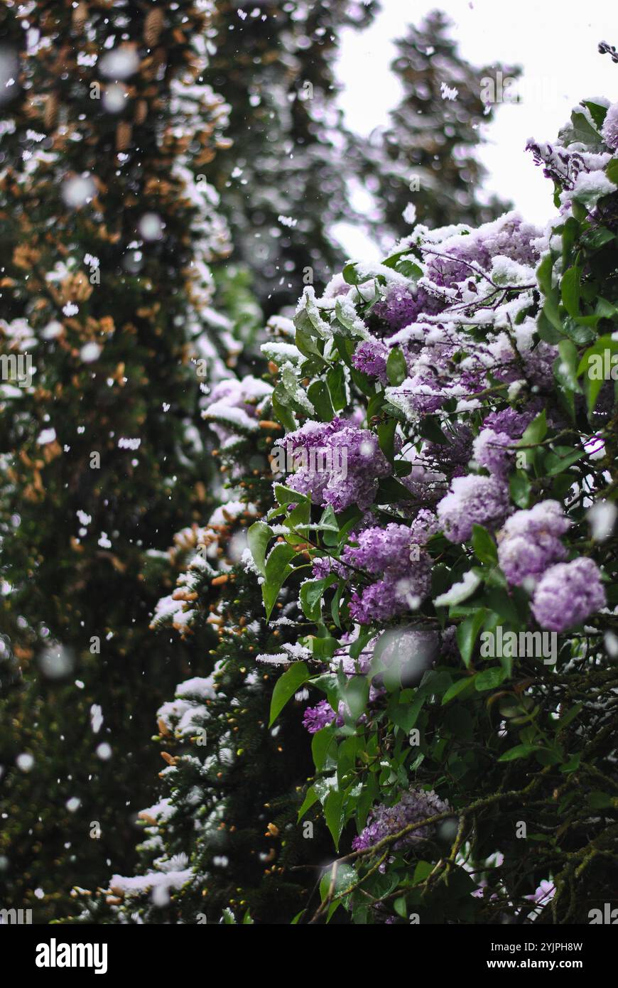 Lilac beneath snow hi-res stock photography and images - Alamy