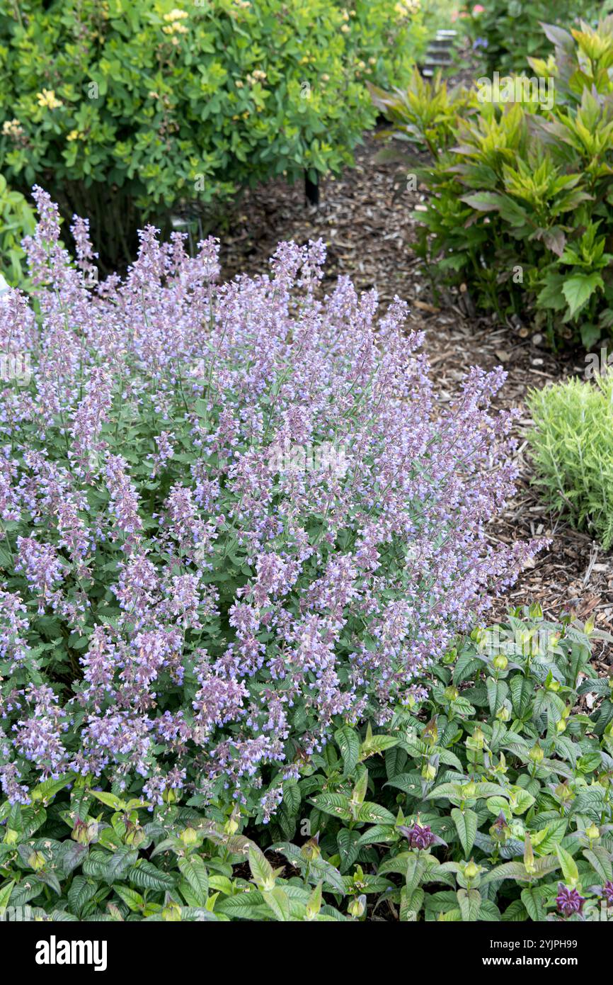 Katzenminze, Nepeta × faassenii CATS MEOW, Catnip, Nepeta x faassenii ...