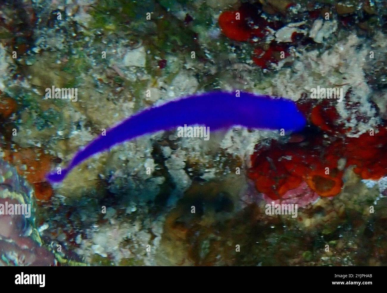 Orchid Dottyback (Pseudochromis fridmani Stock Photo - Alamy