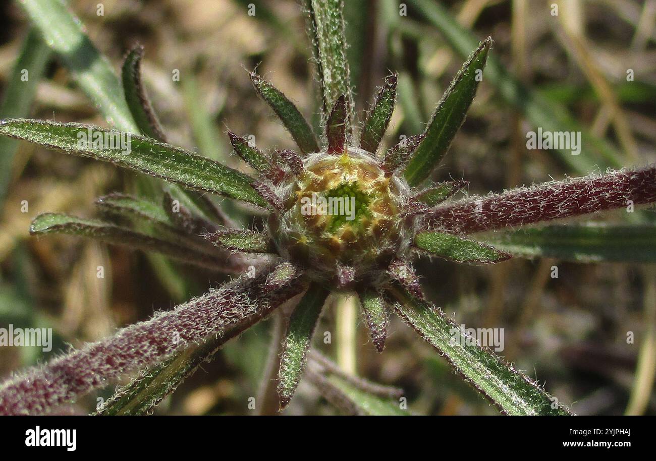 Button Vomitdaisy (Geigeria burkei Stock Photo - Alamy