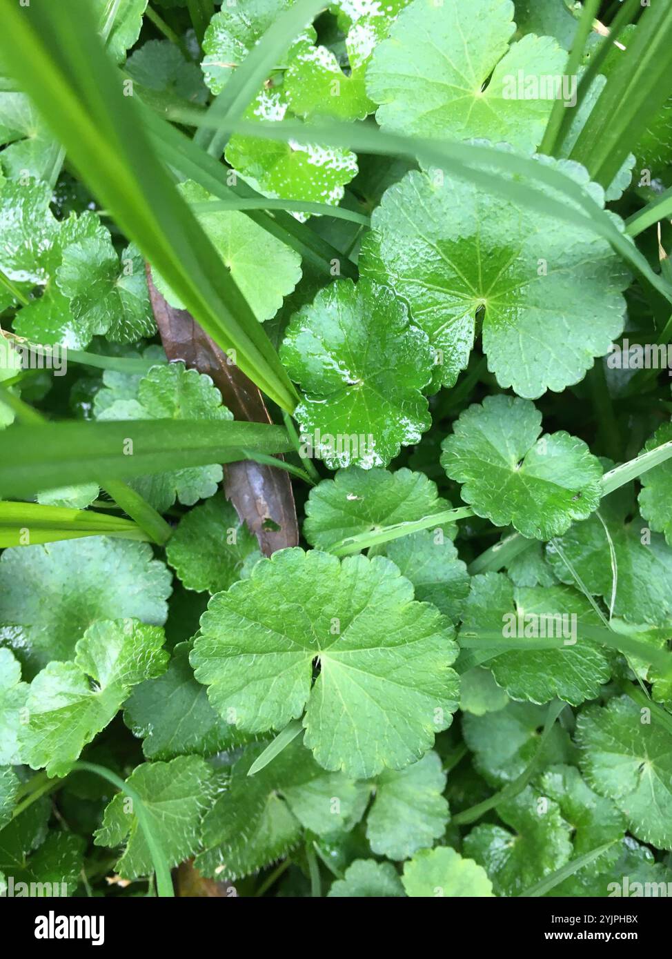Hydrocotyle bonplandii hi-res stock photography and images - Alamy
