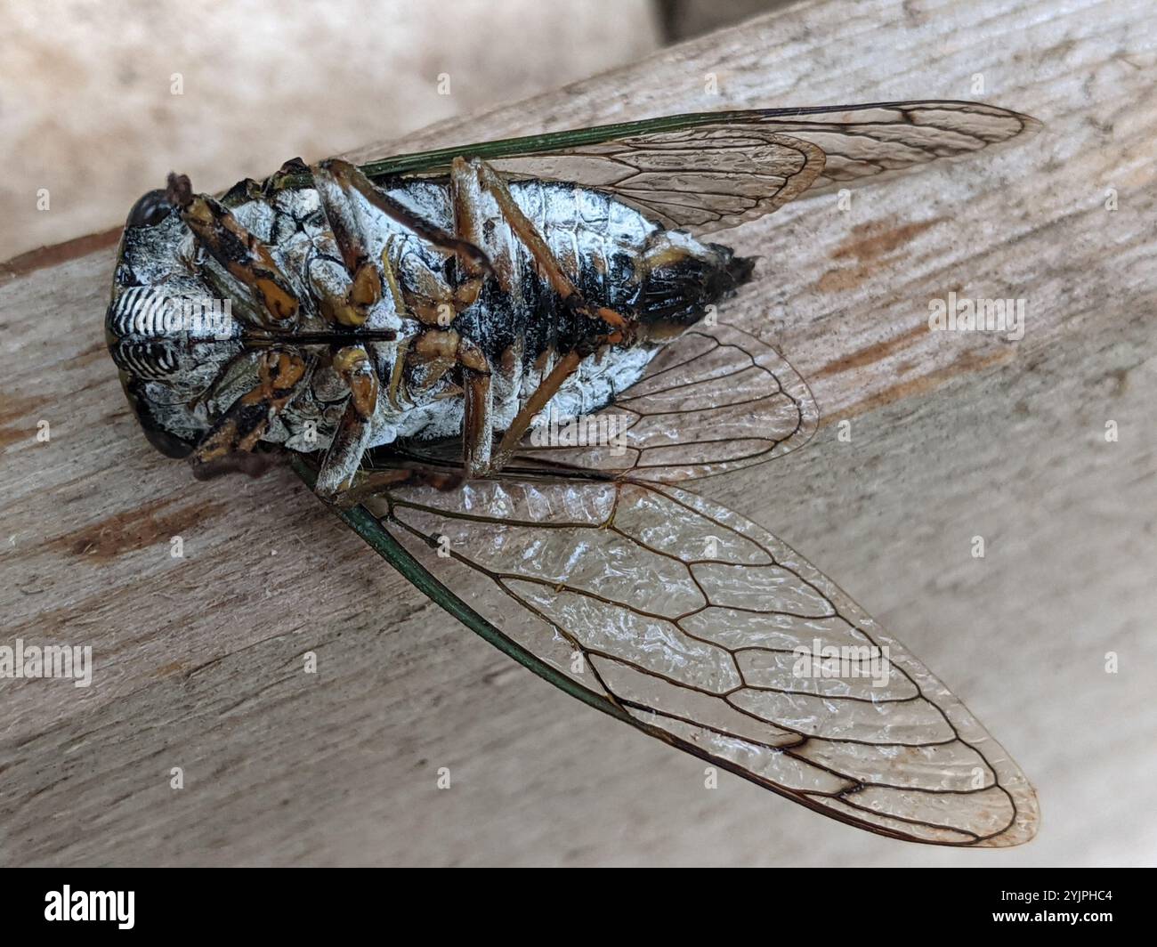 Northern Dog-day Cicada (Neotibicen canicularis Stock Photo - Alamy