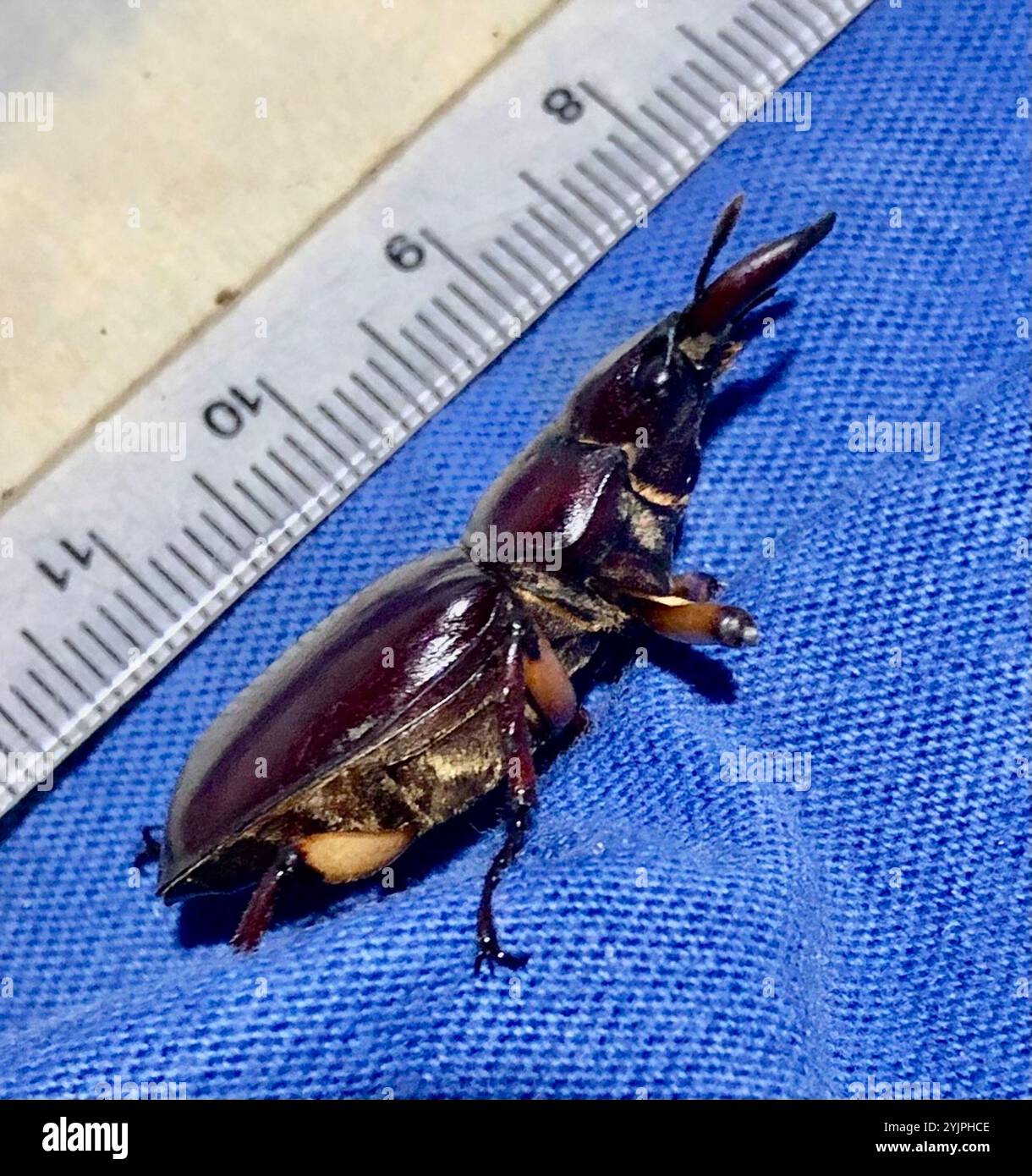Reddish brown stag beetle hi-res stock photography and images - Alamy