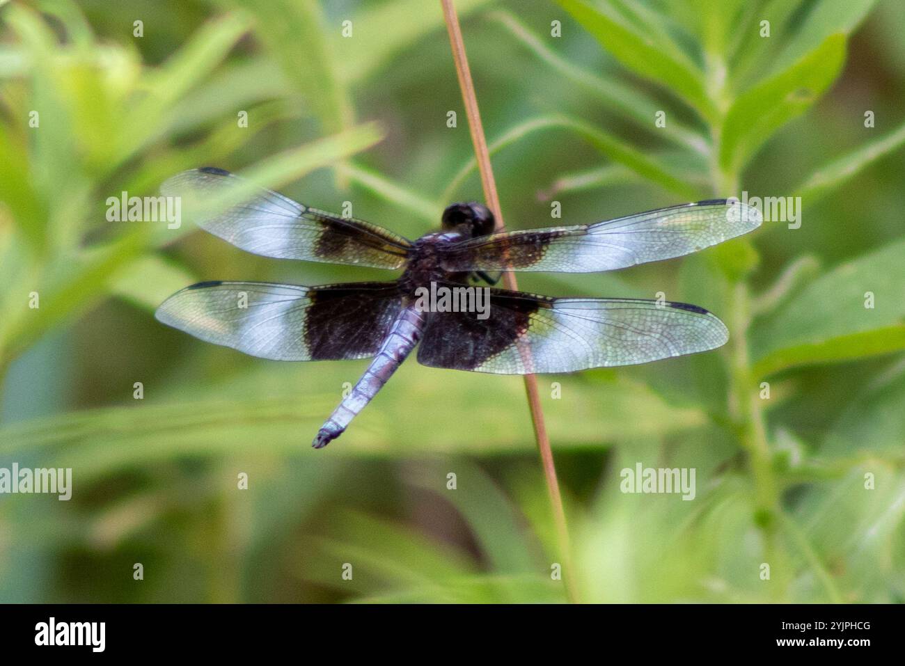 Widow Skimmer (Libellula luctuosa Stock Photo - Alamy