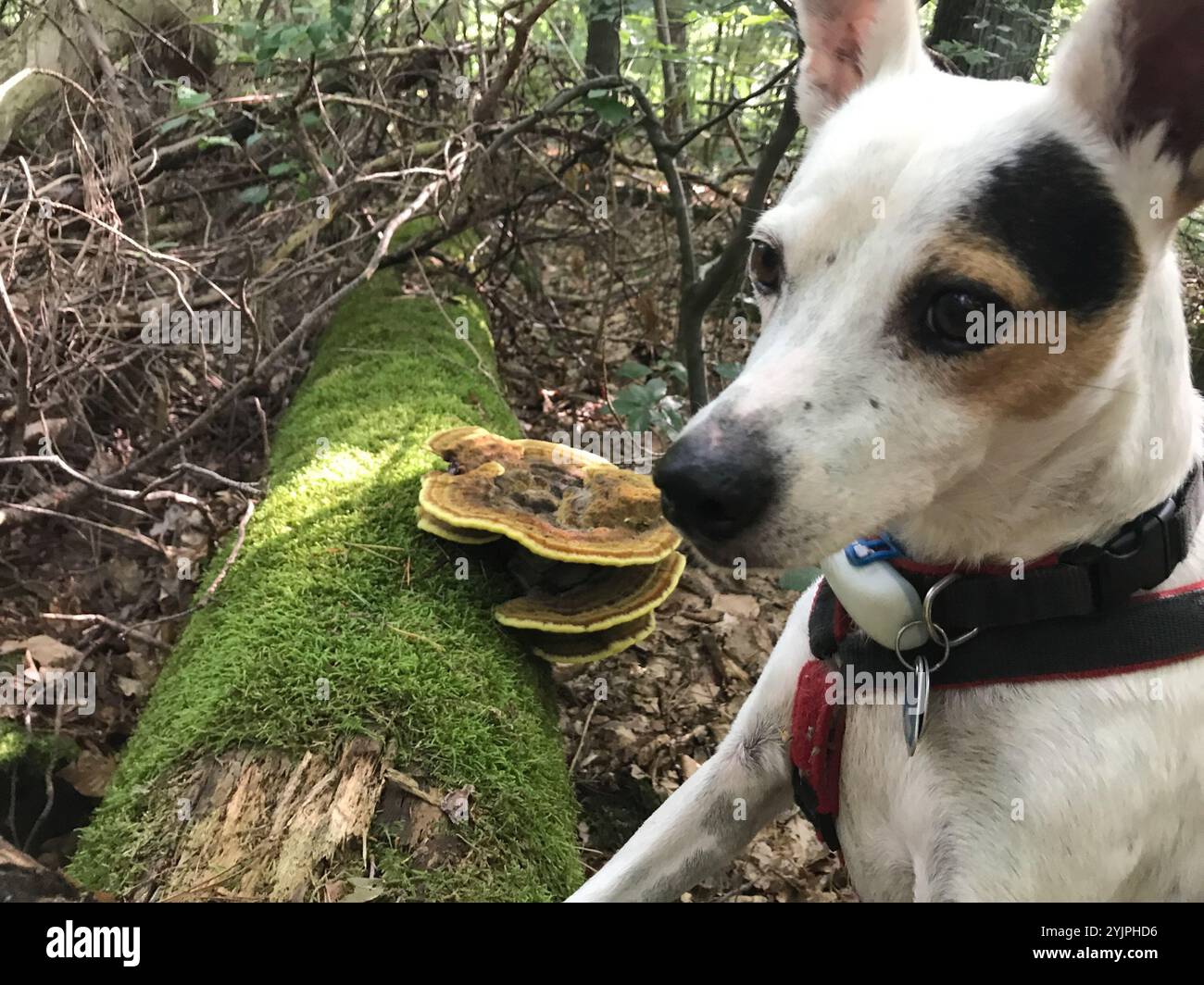 Dyer's Polypore (Phaeolus schweinitzii Stock Photo - Alamy