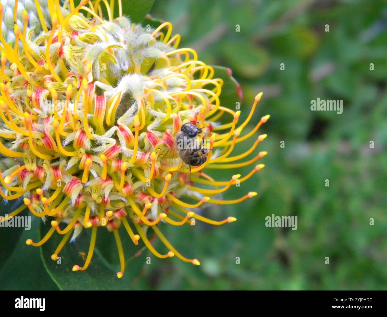 Cape Honey Bee (Apis mellifera capensis Stock Photo - Alamy