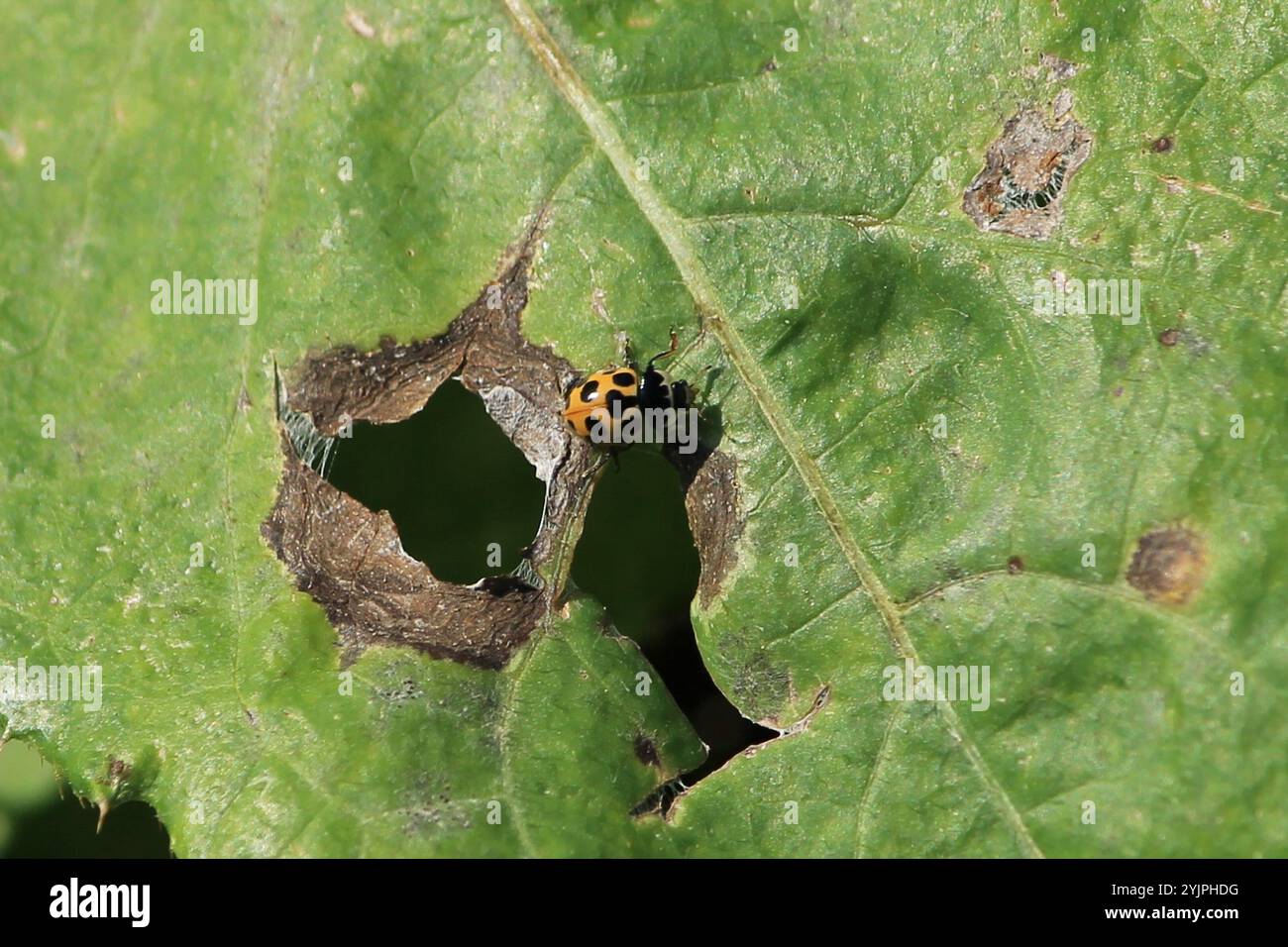 Notated Lady Beetle (Ceratomegilla notata Stock Photo - Alamy