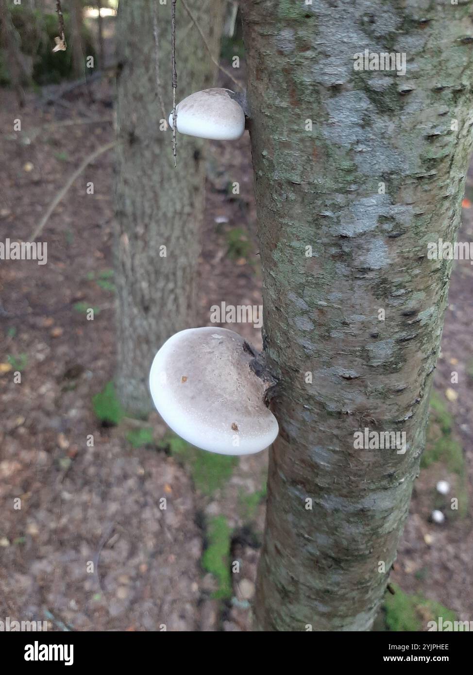 birch polypore (Fomitopsis betulina Stock Photo - Alamy