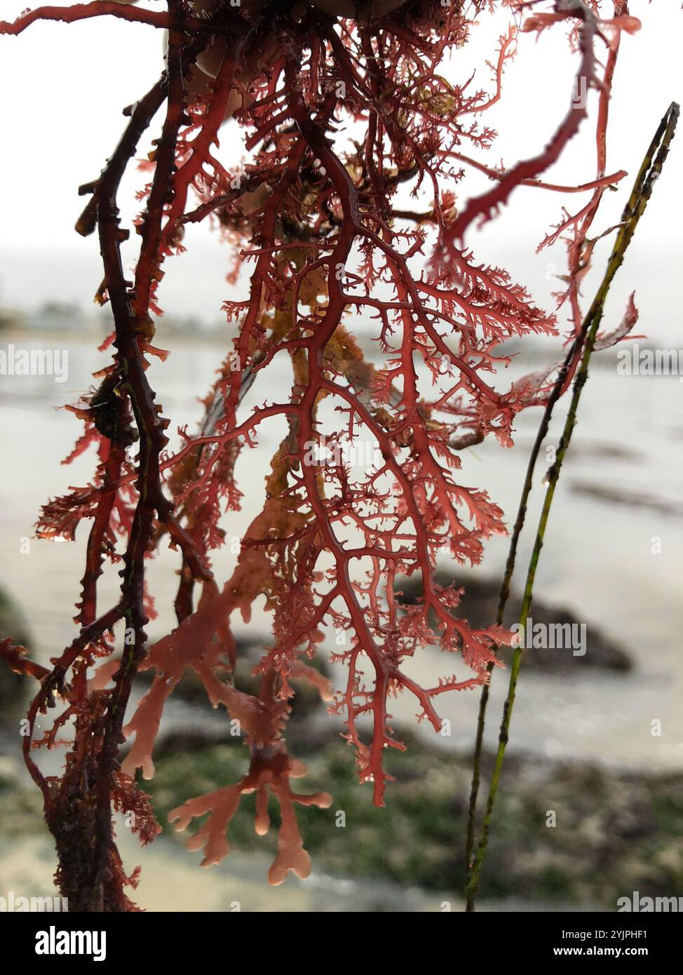 Sea Comb (Plocamium cartilagineum Stock Photo - Alamy