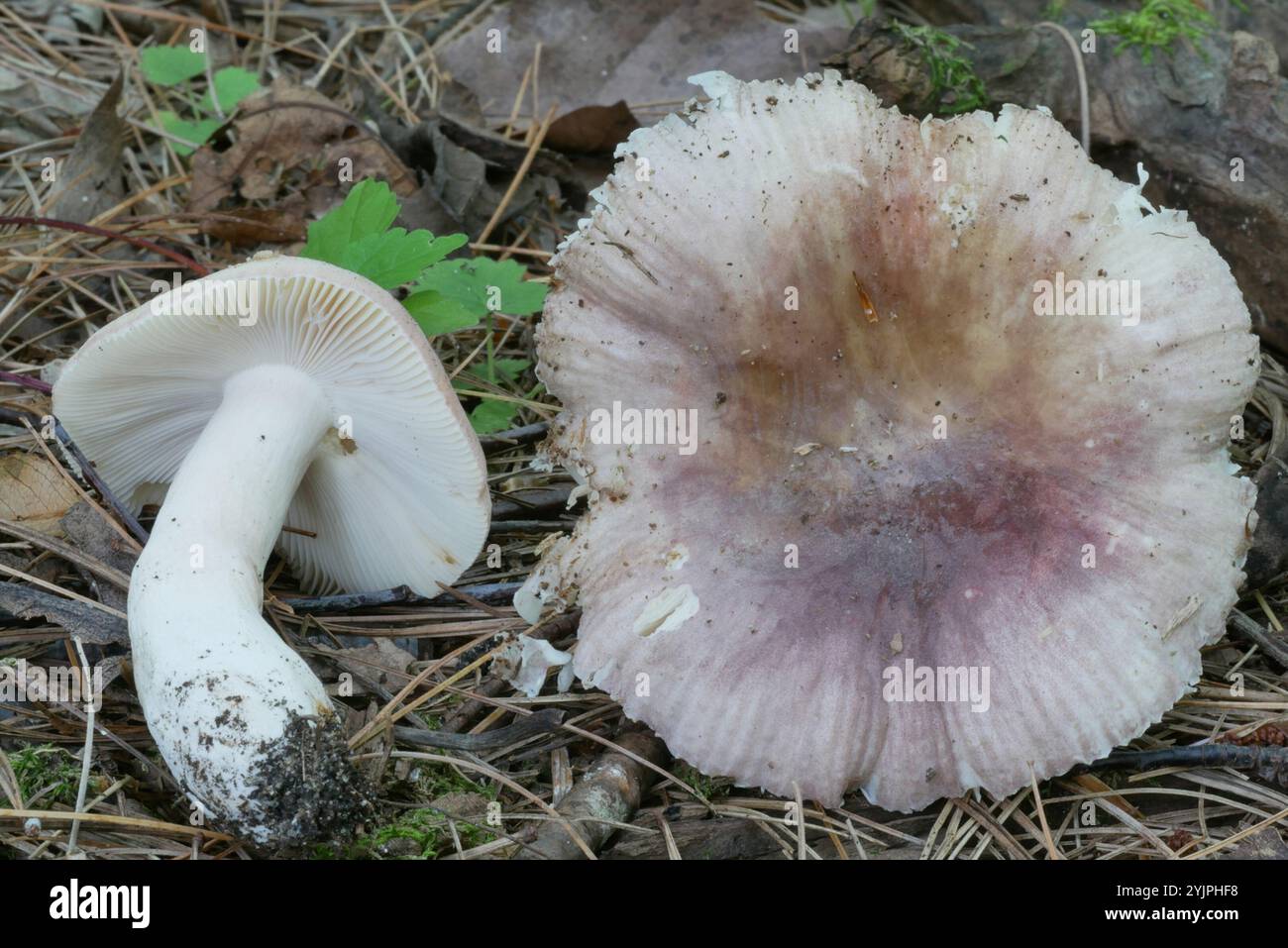 purple-bloom russula (Russula mariae Stock Photo - Alamy