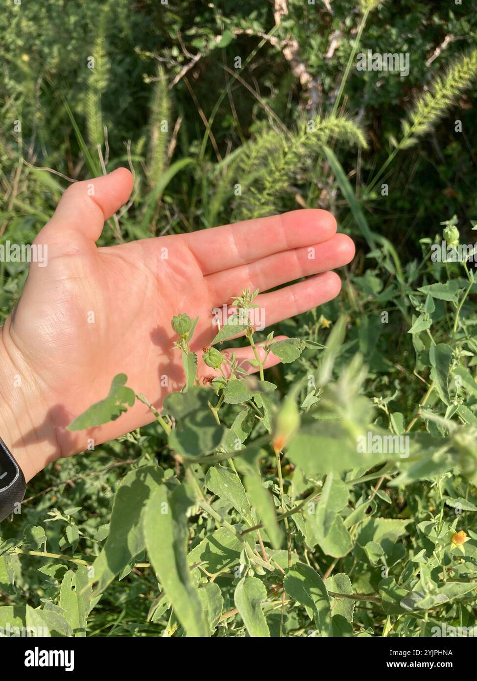 sweet Indian Mallow (Abutilon fruticosum Stock Photo - Alamy