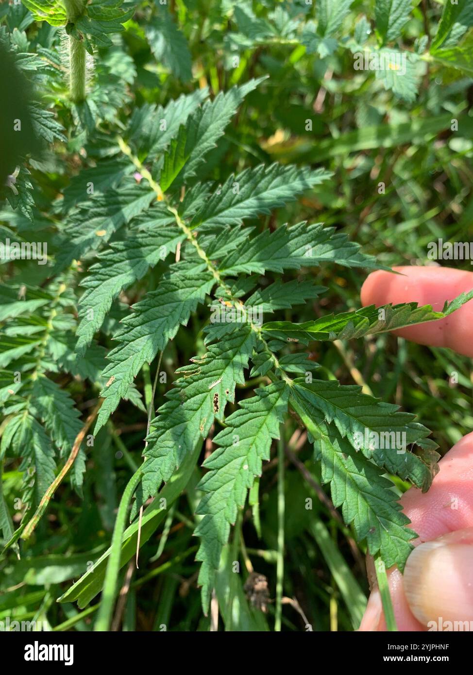 swamp agrimony (Agrimonia parviflora Stock Photo - Alamy