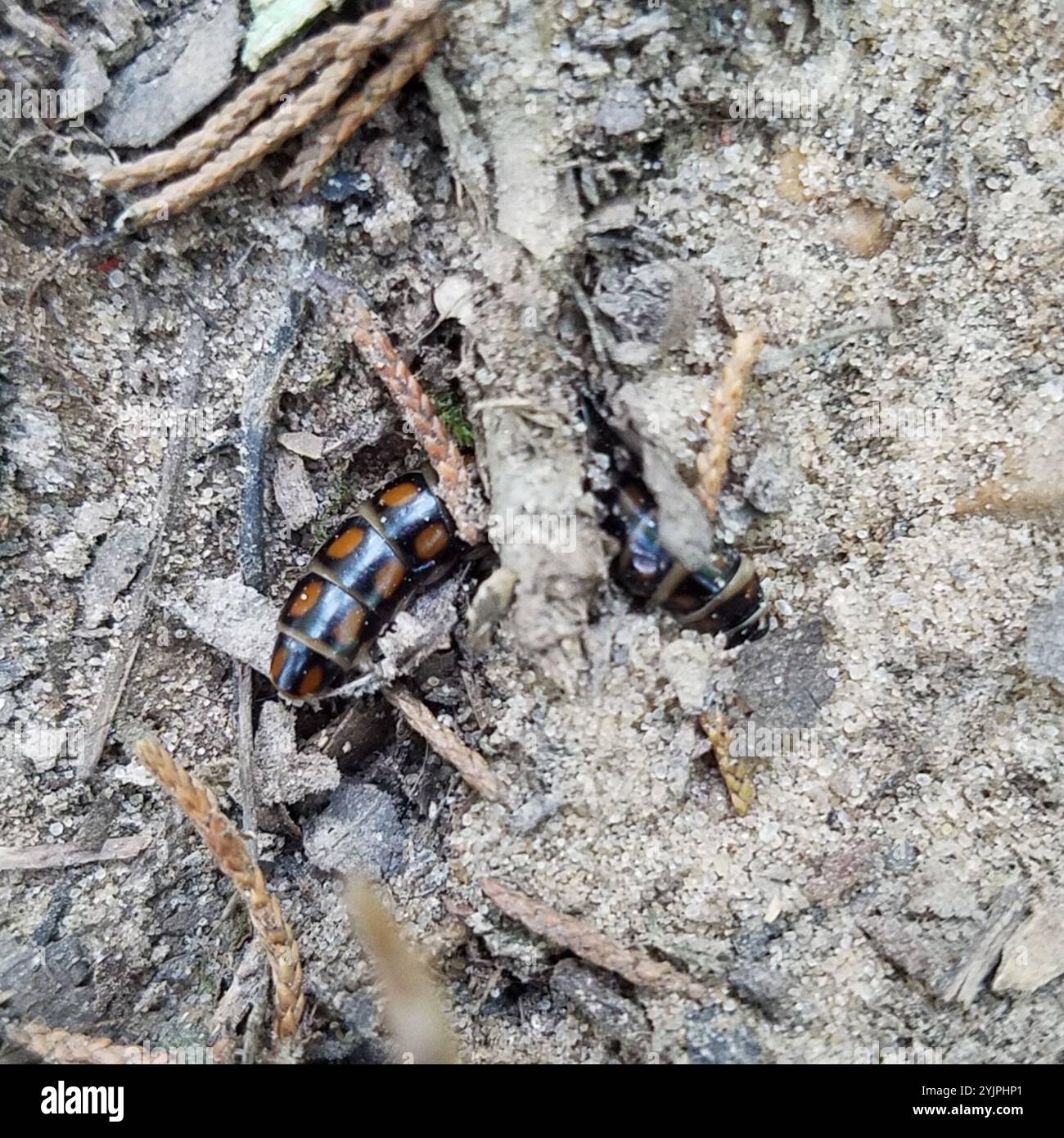 Phengodes hi-res stock photography and images - Alamy