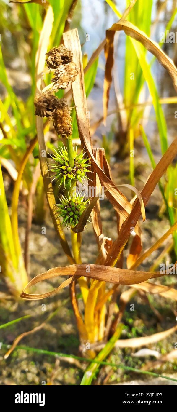 Sparganium emersum hi-res stock photography and images - Alamy