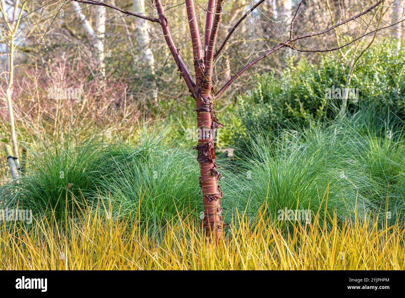 Neuseeland laubbaum hi-res stock photography and images - Alamy